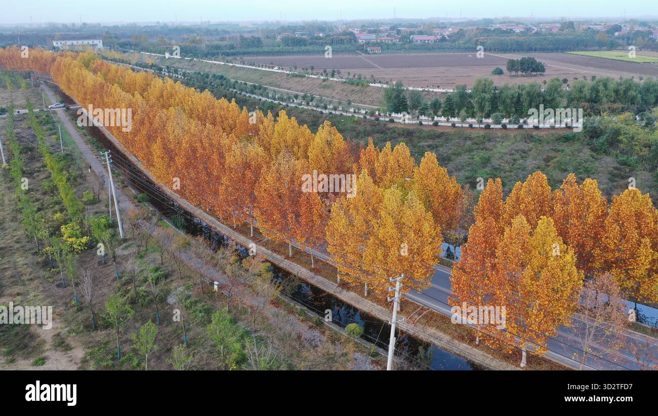 Aerial photo shows the golden trees on road in Xuchang City, central ...