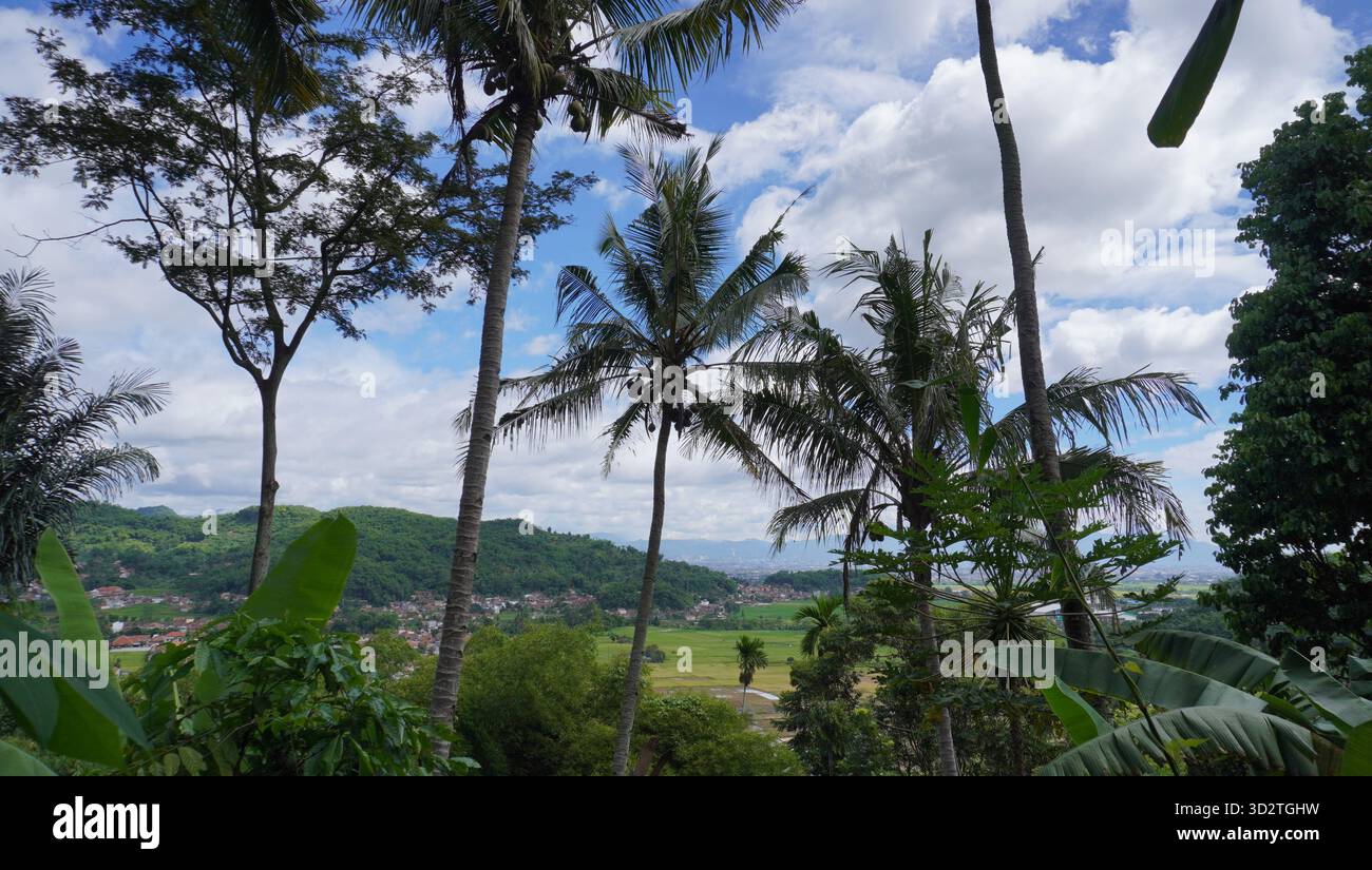 Lush coastal landscape coconut hi-res stock photography and images - Alamy