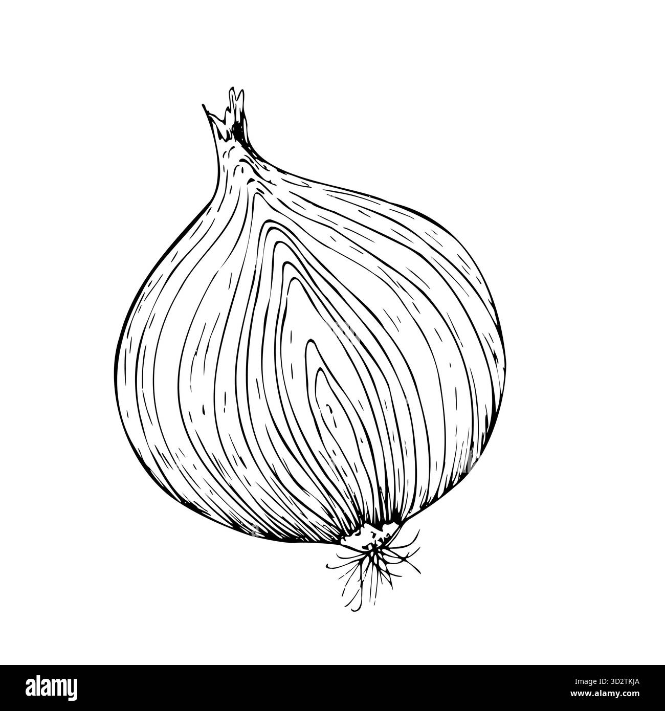 Vector fresh onion in section. Graphic ink half vegetable illustration ...