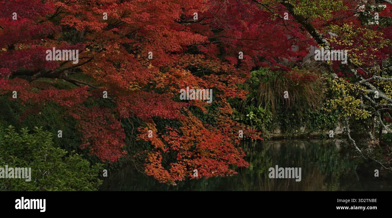 Pond surface reflections trees moving hi-res stock photography and ...