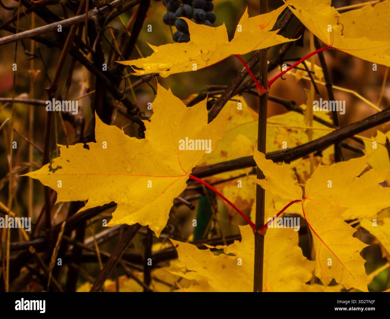 Red yellow wild grape hi-res stock photography and images - Alamy
