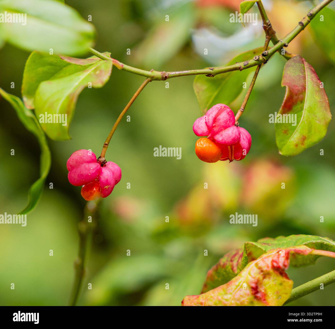 Common spindle in fruit hi-res stock photography and images - Alamy
