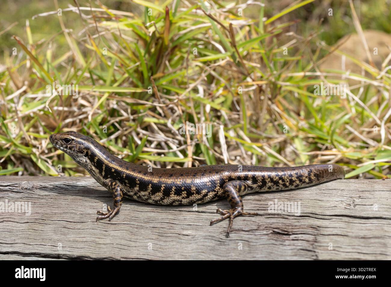 Australian Eastern Water Skink basking on log Stock Photo - Alamy
