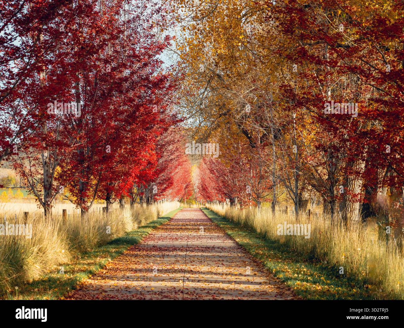 Fall color tree lined path Stock Photo - Alamy