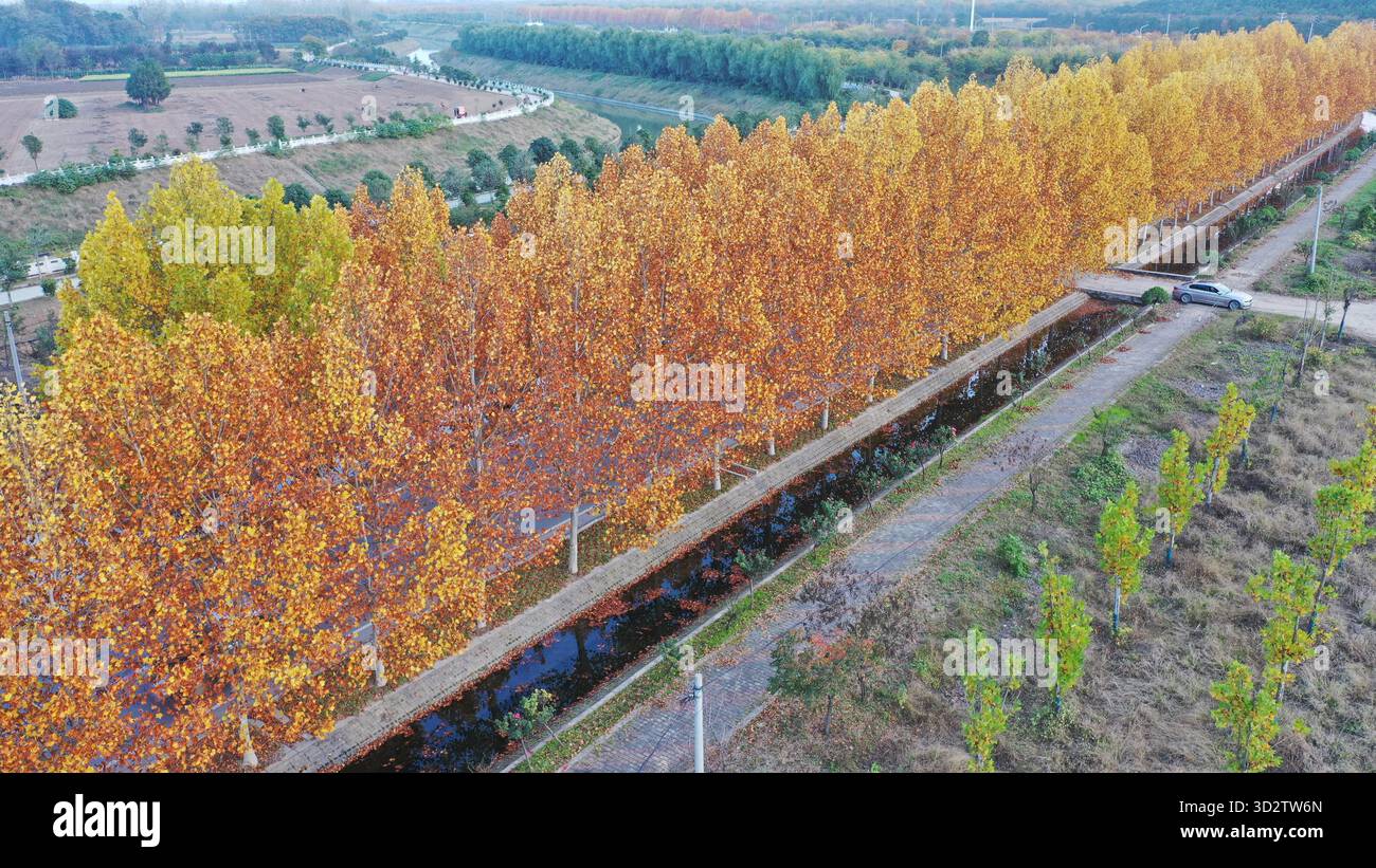 Aerial photo shows the golden trees on road in Xuchang City, central ...