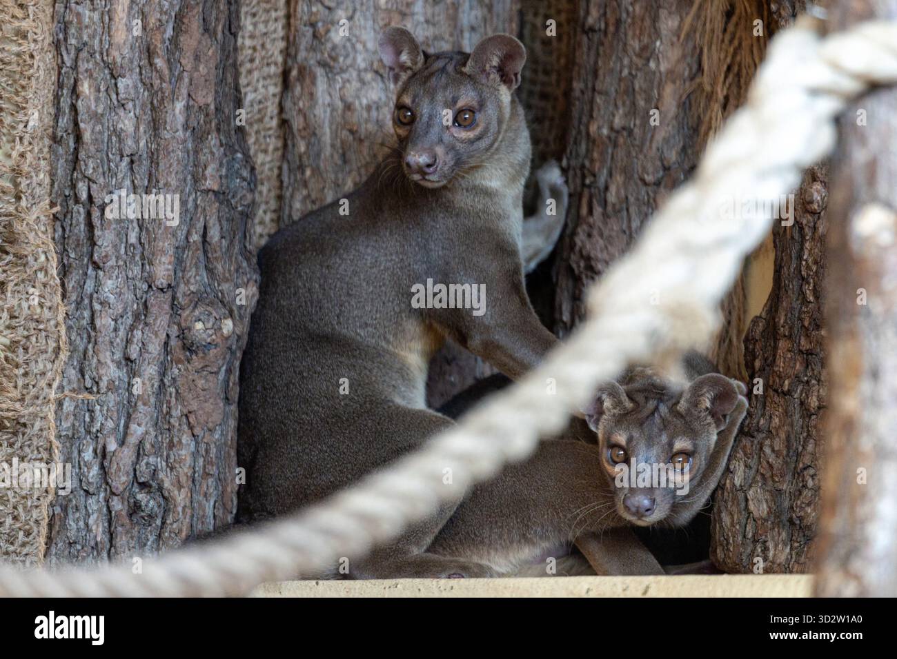 03 November 2025, Thuringia, Erfurt: Two male fossas, Bodo and Ravo ...