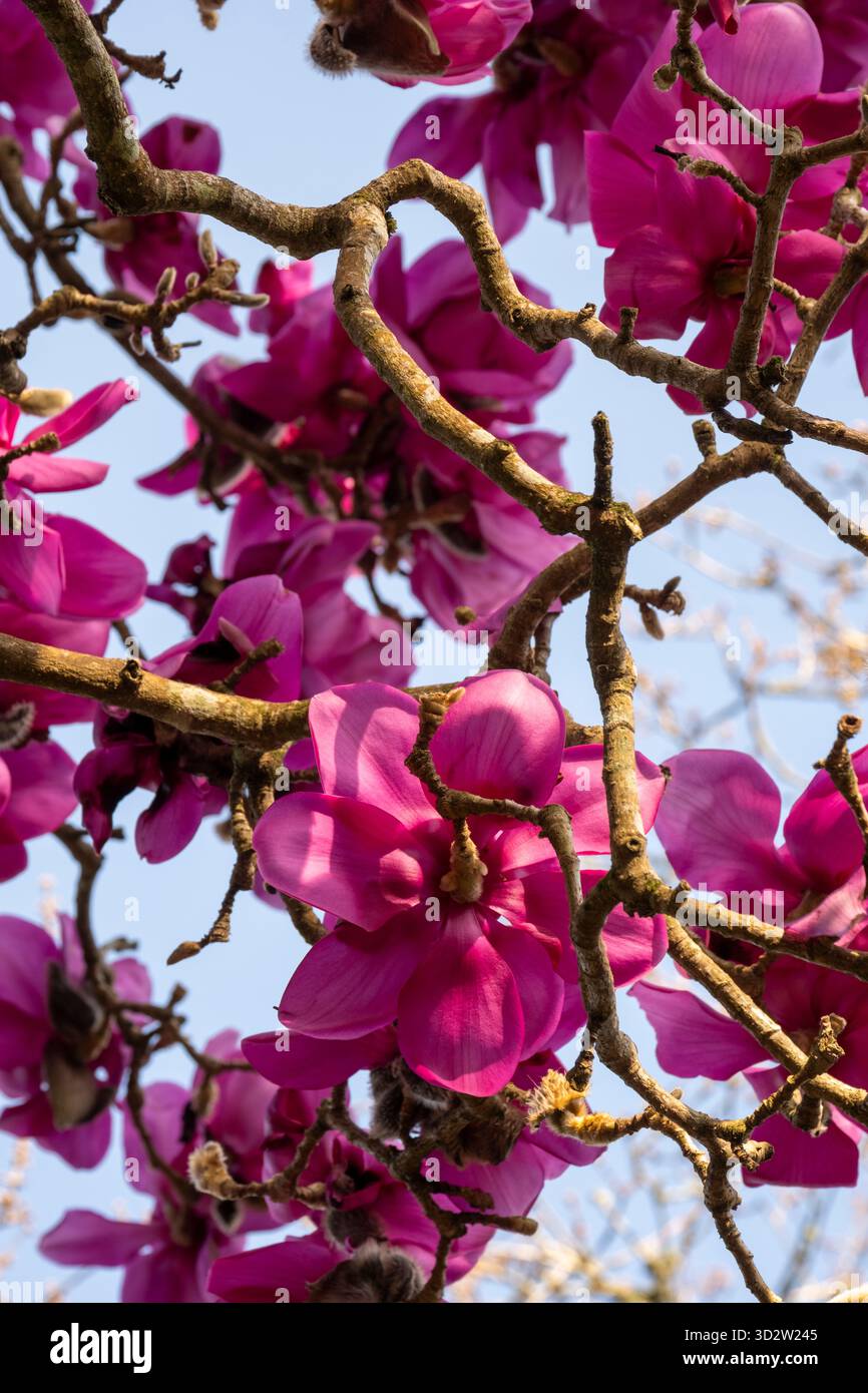 Spring magnolia in flower hi-res stock photography and images - Alamy