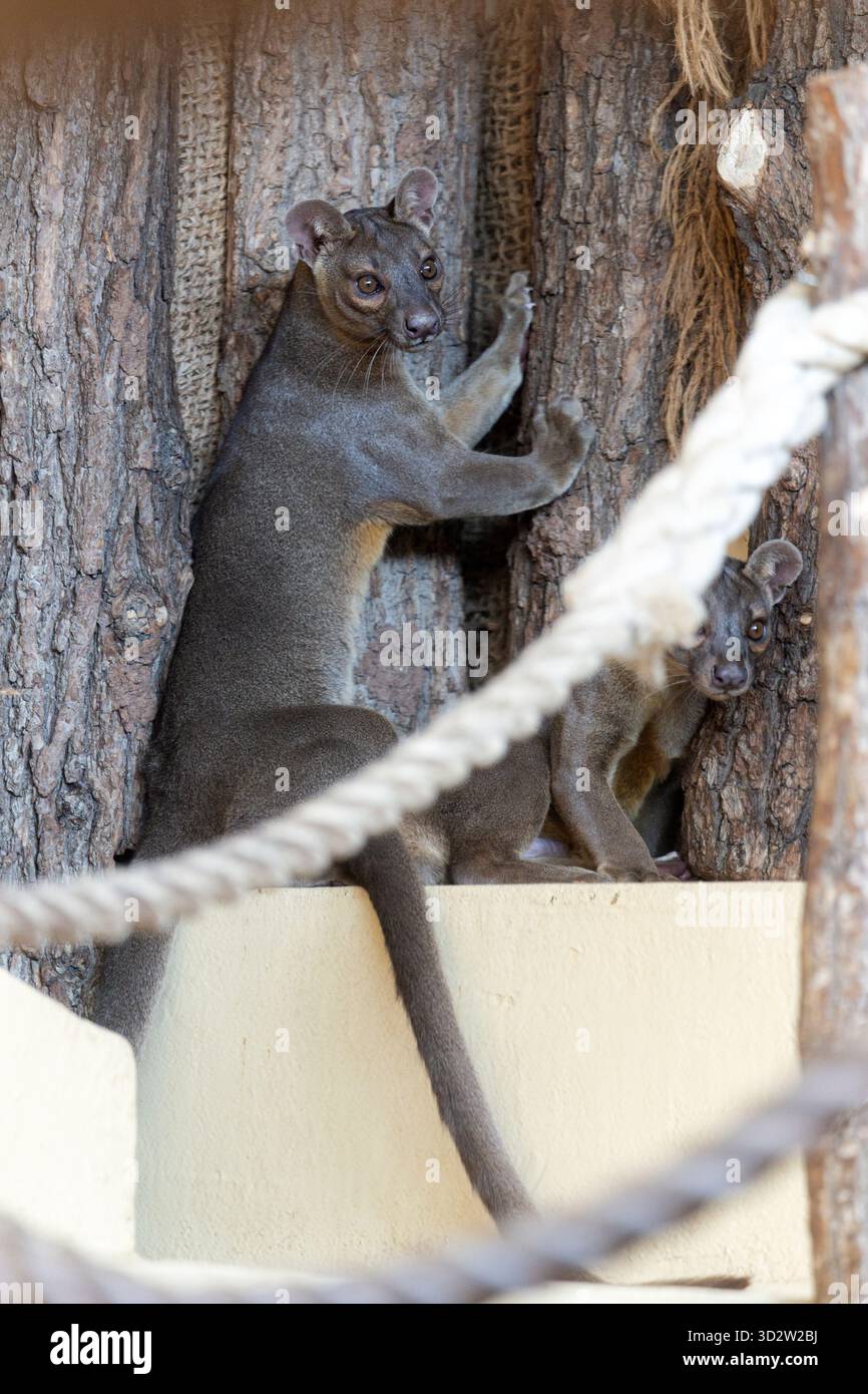03 November 2025, Thuringia, Erfurt: Two male fossas, Bodo and Ravo ...