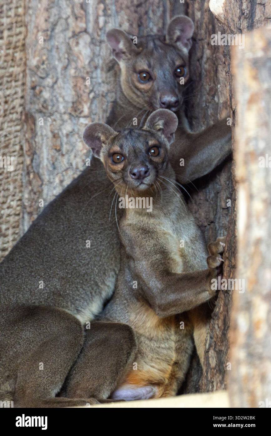 03 November 2025, Thuringia, Erfurt: Two male fossas, Bodo and Ravo ...