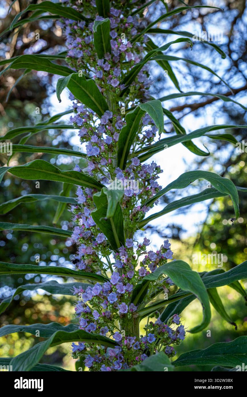 Tree echium hi-res stock photography and images - Alamy