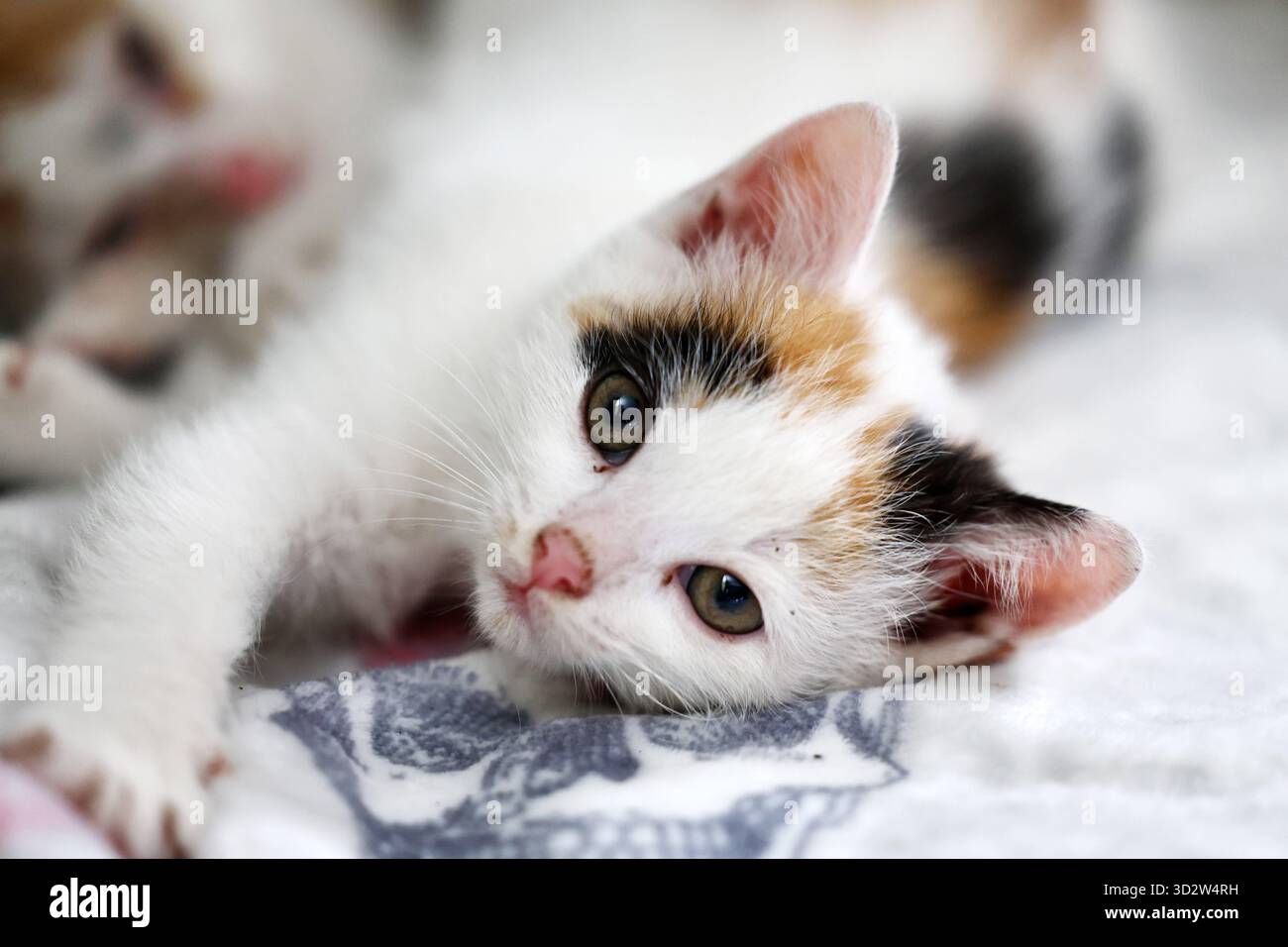 Katzen 21.10.2025, Ostramondra, junge dreifarbige Katze / Hauskatze ...