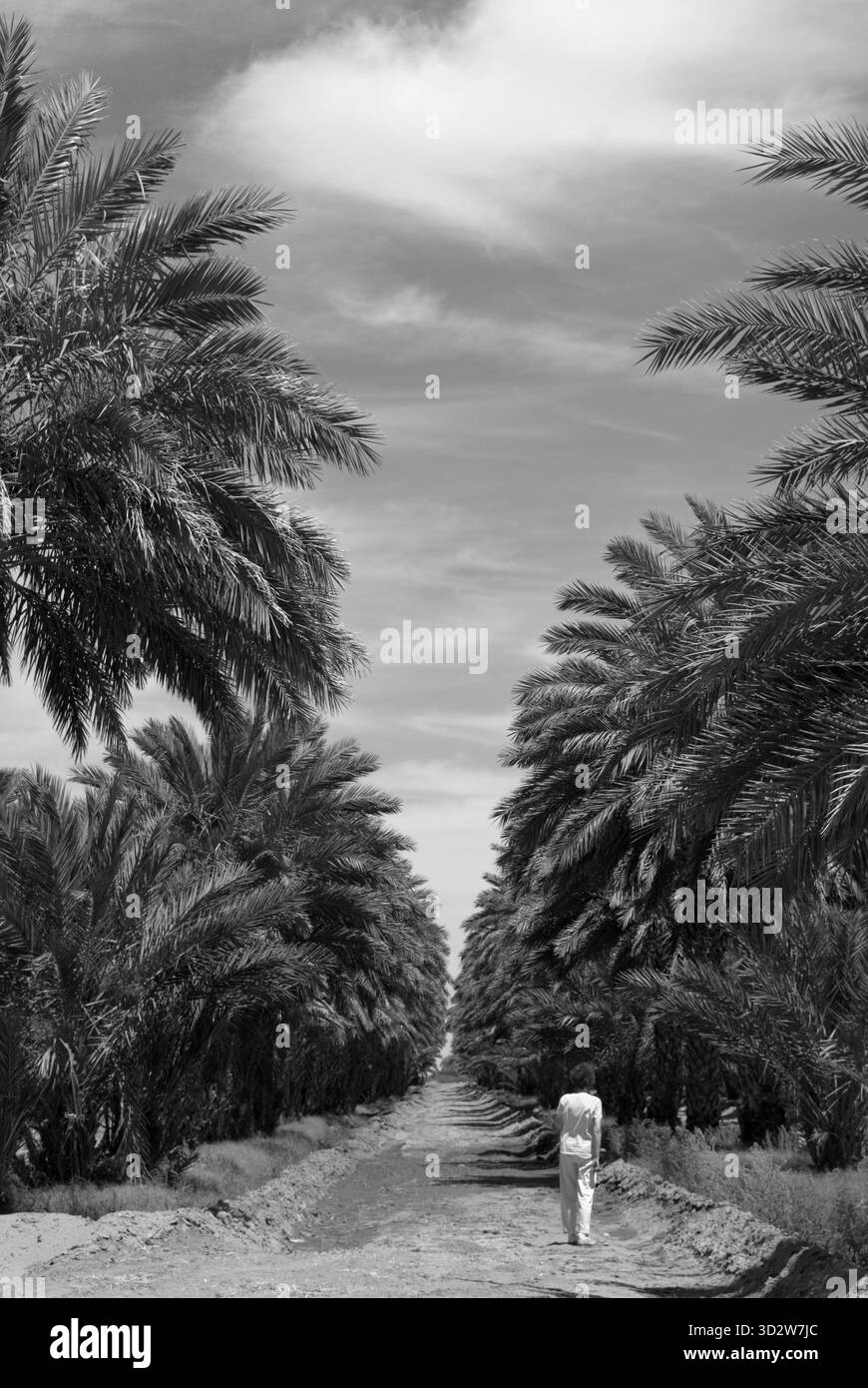 Female tourist photographing date palm trees at Dateland, Arizona, USA ...