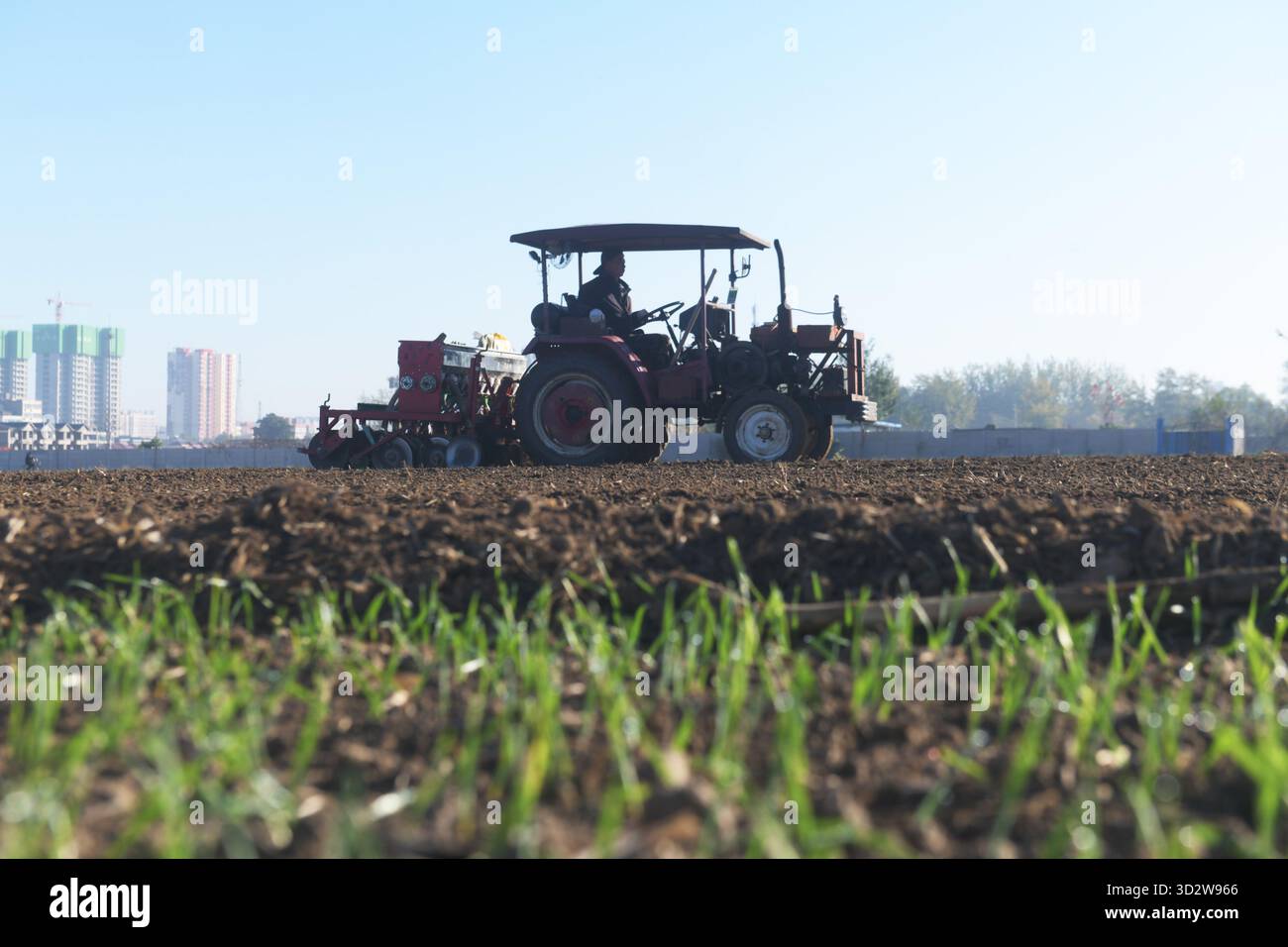 (251103) -- BEIJING, Nov. 3, 2025 (Xinhua) -- A farmer sows wheat in a field in Xinle City ...