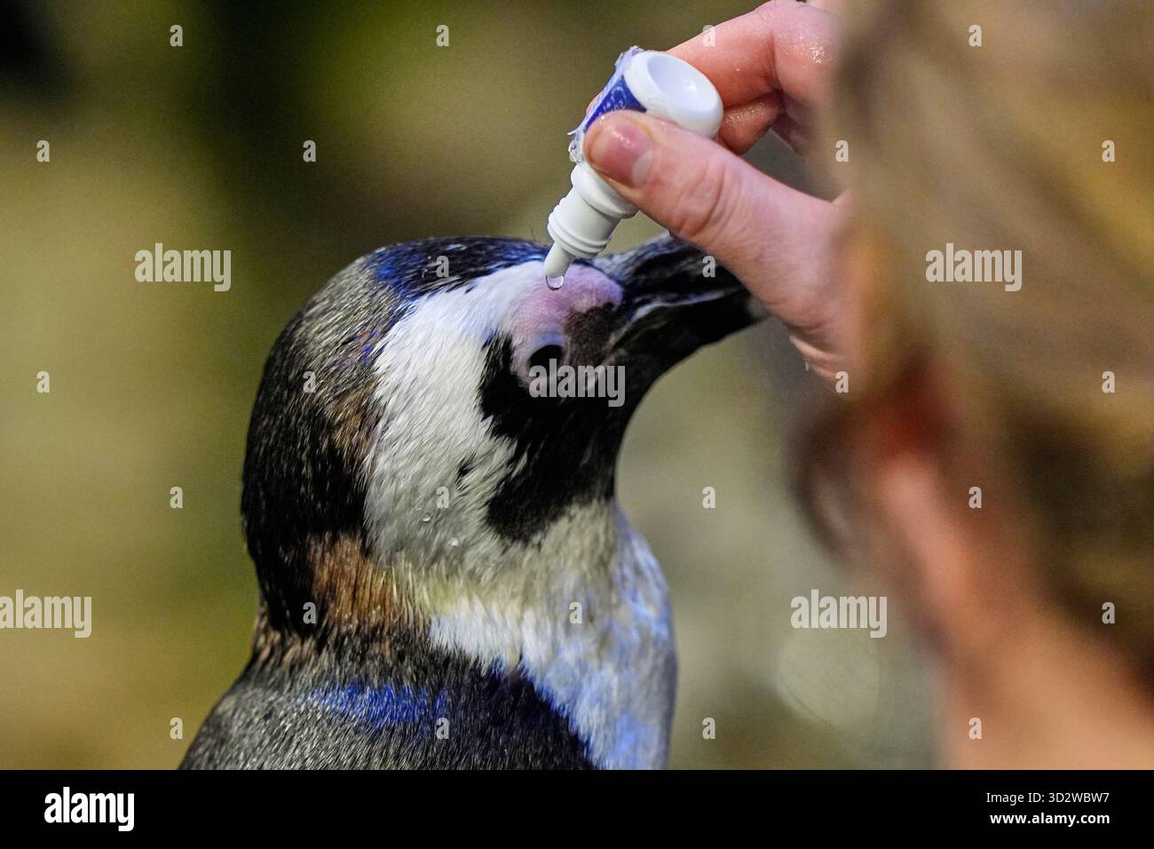 Lambert, a 33-year-old one-eyed African penguin, receives eye drop ...