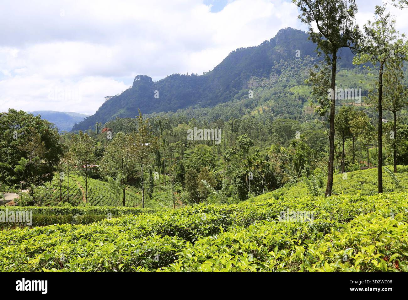 Rothschild Tea Plantation, Rothschild Estate Road, Pussellawa, Kandy ...