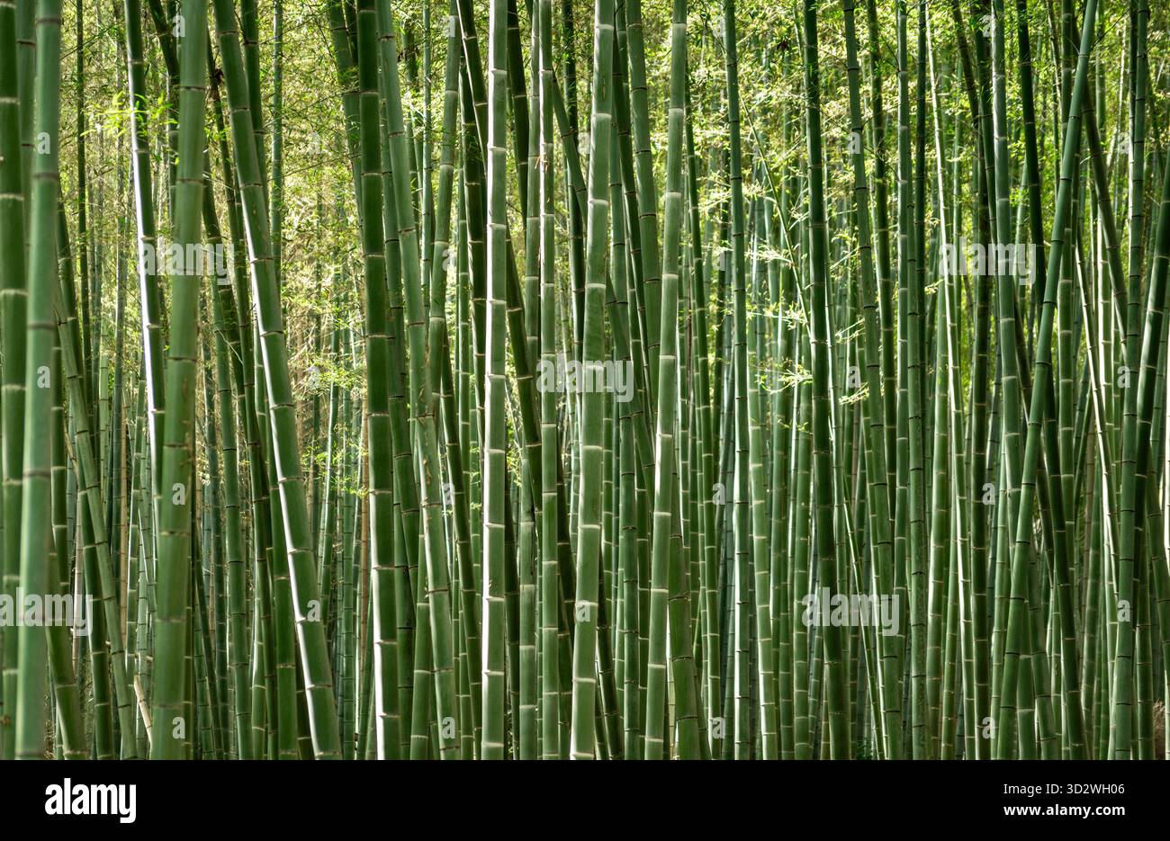 Kyoto: Faszination Bambuswald. - Hoch ragen die dicht stehenden Stämme ...