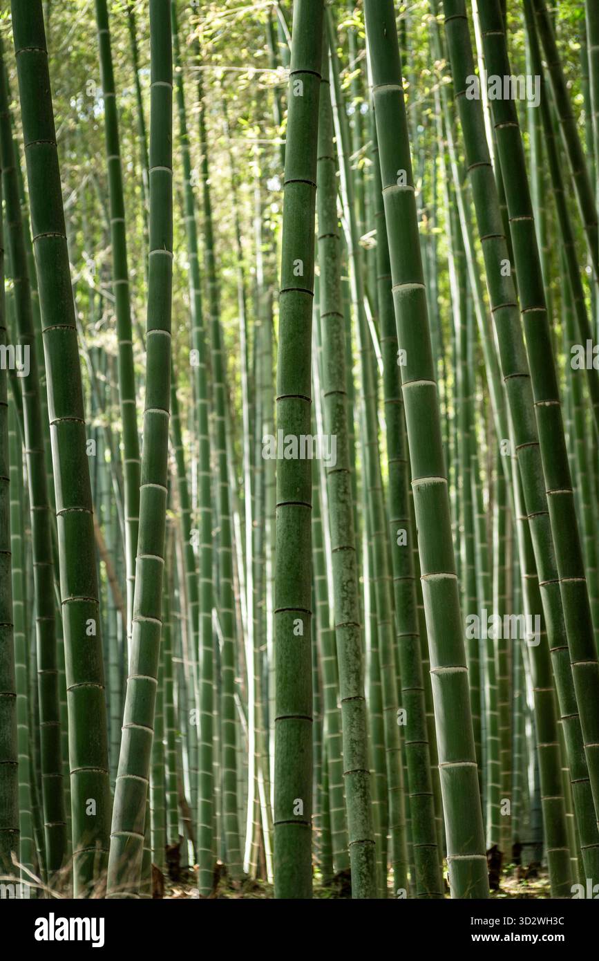 Kyoto: Faszination Bambuswald. - Hoch ragen die dicht stehenden Stämme ...