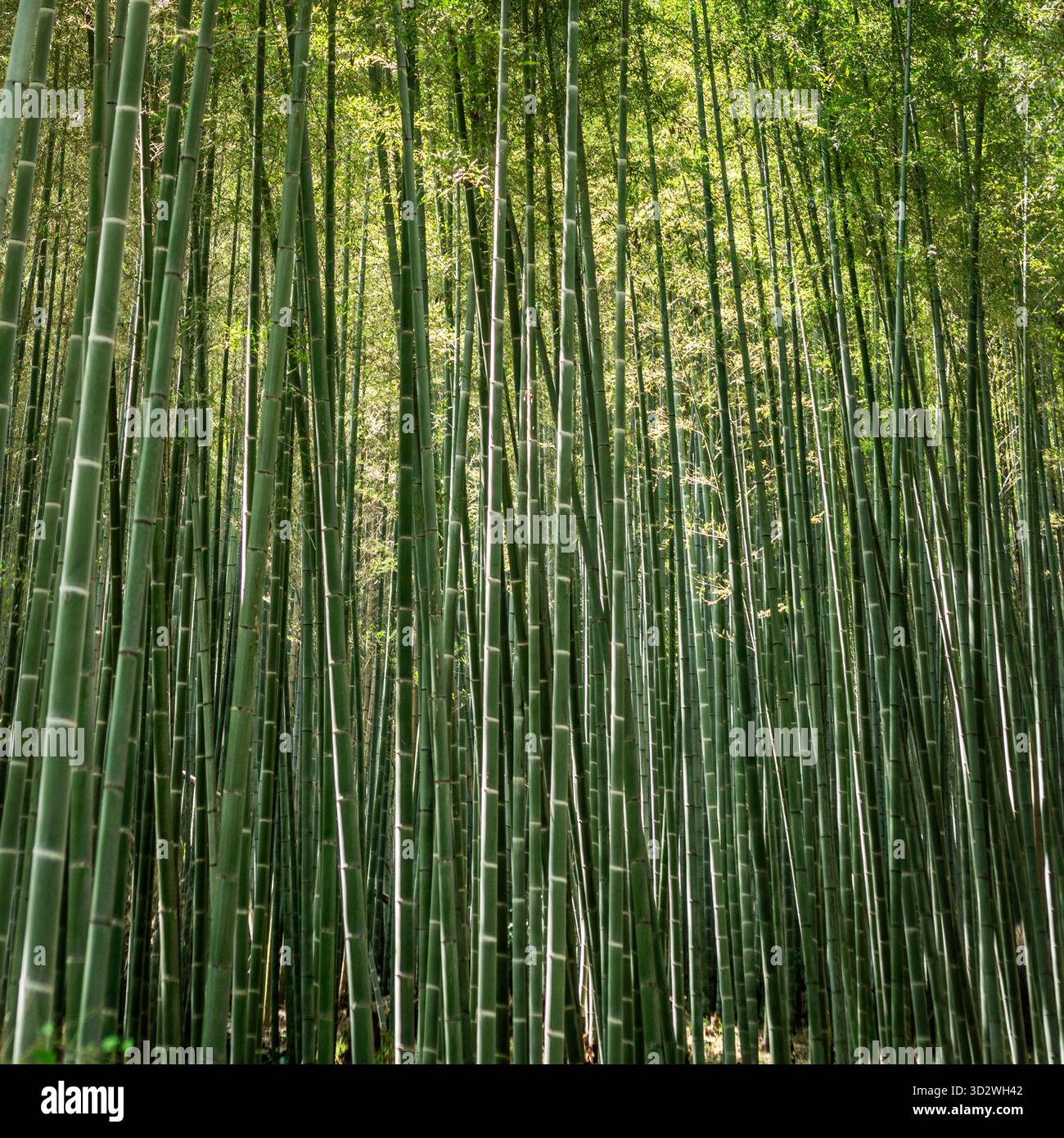 Kyoto: Faszination Bambuswald. - Hoch ragen die dicht stehenden Stämme ...