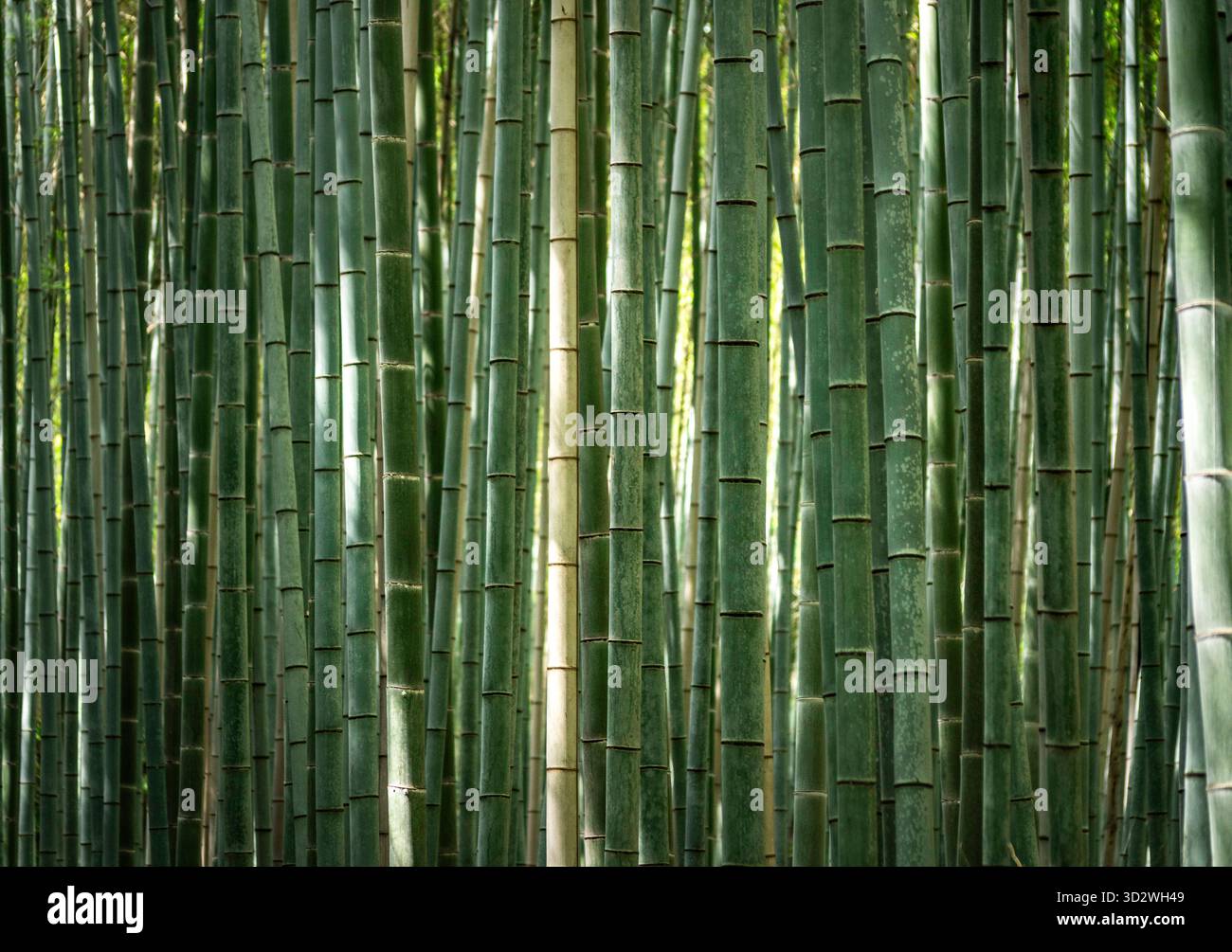 Kyoto: Faszination Bambuswald. - Hoch ragen die dicht stehenden Stämme ...