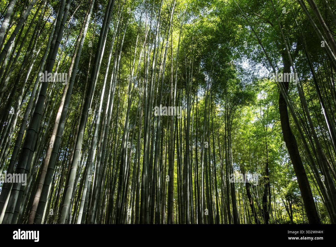 Kyoto: Faszination Bambuswald. - Hoch ragen die dicht stehenden Stämme ...