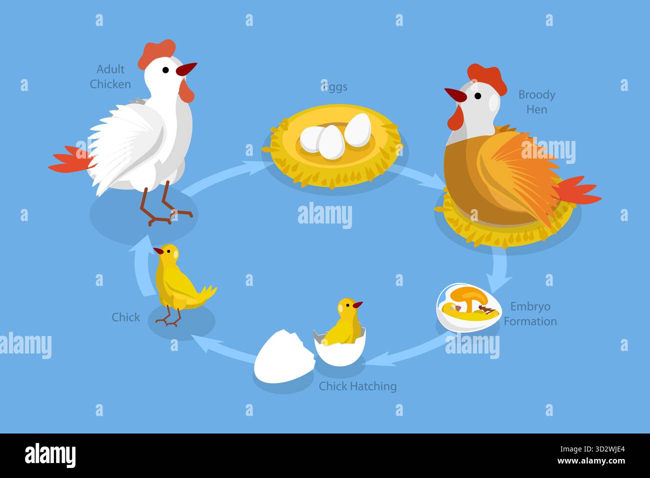 3D Isometric Flat Conceptual Illustration of Chicken Life Cycle ...