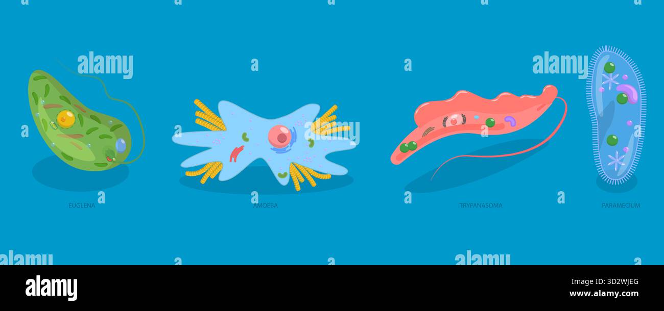 Protozoen abteilung hi-res stock photography and images - Alamy