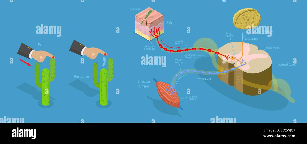 3D Isometric Flat Conceptual Illustration of Reflex ARC, Labeled ...
