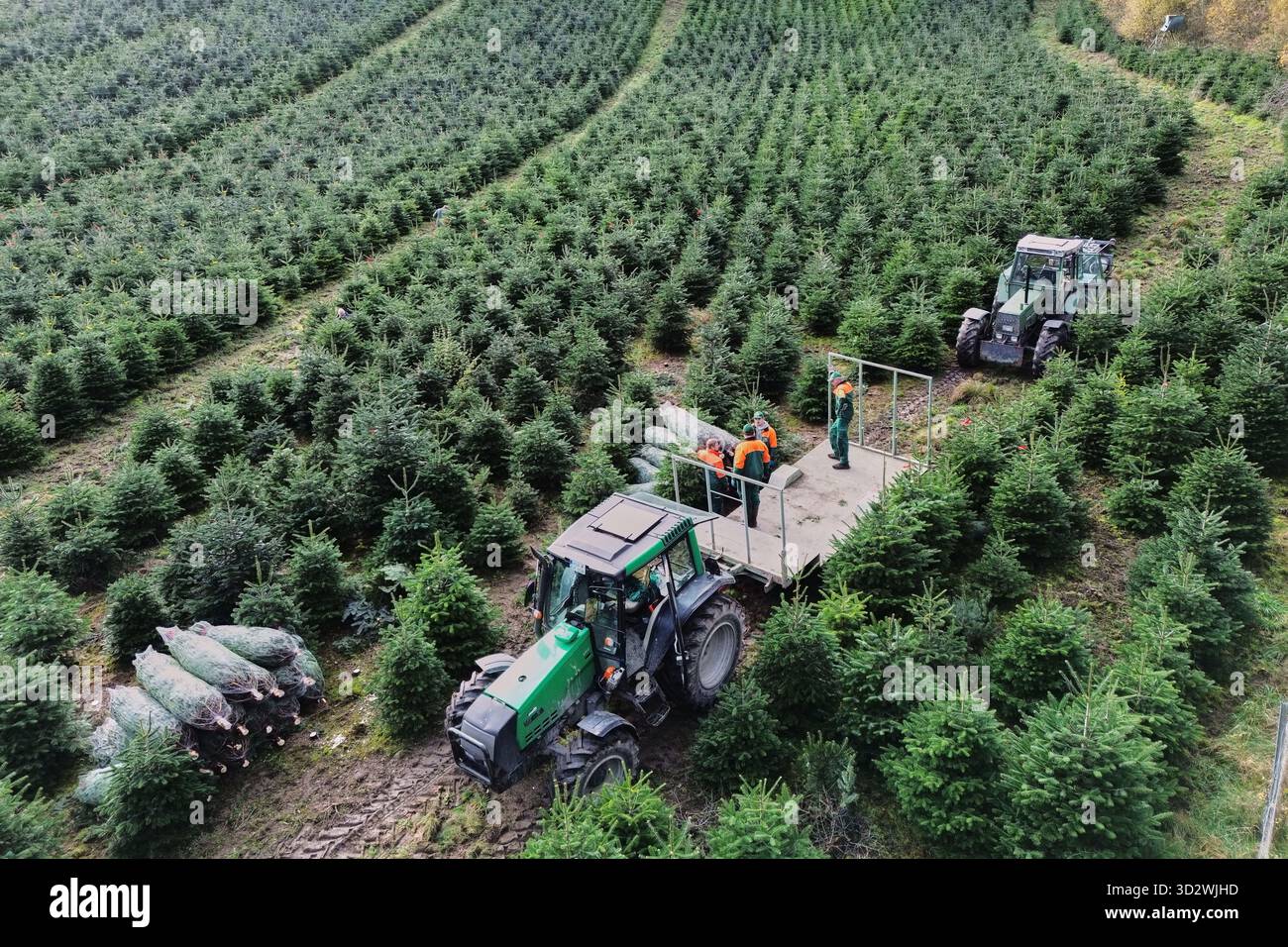 Fir trees are collected right after the felling on a Christmas tree ...