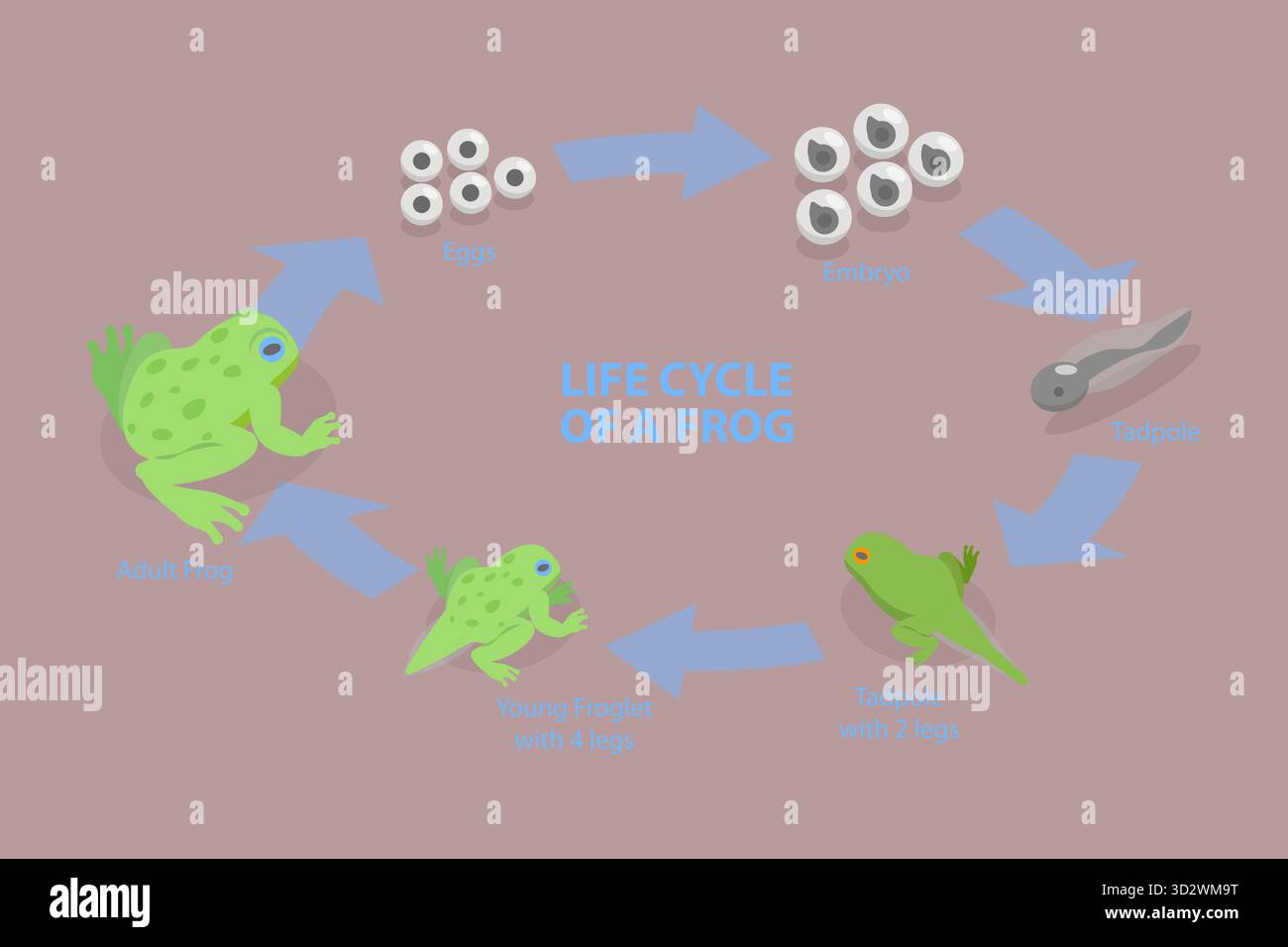 3D Isometric Flat Conceptual Illustration of Life Cycle Of A Frog ...