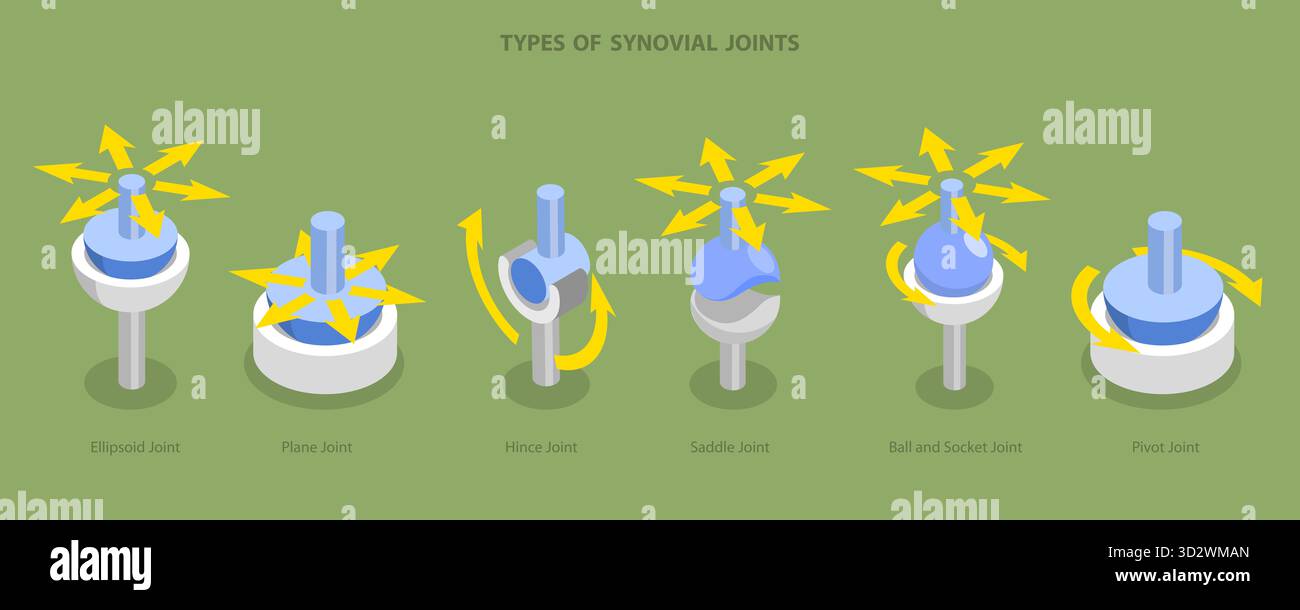 3D Isometric Flat Conceptual Illustration of Types Of Synovial Joints ...