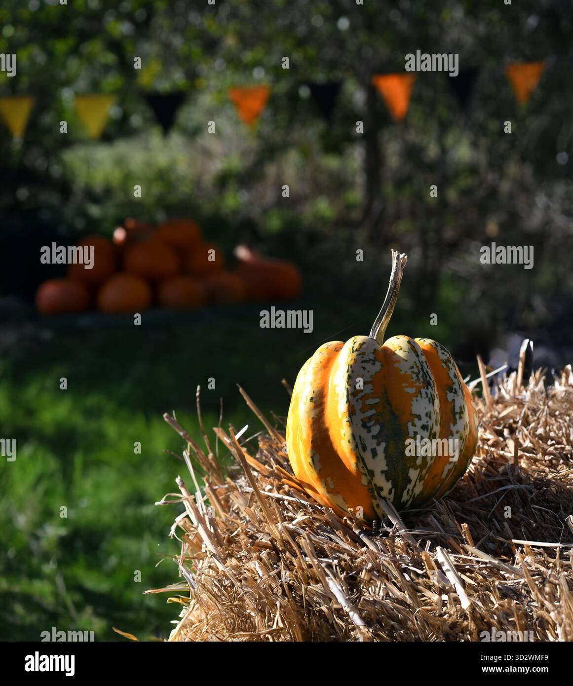 Wandering through pumpkins hi-res stock photography and images - Alamy