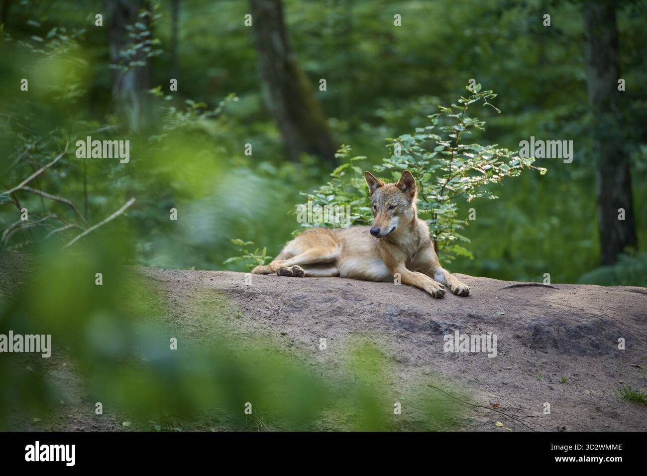 A wolf is relaxing in the forest and enjoying the peace and quiet of ...