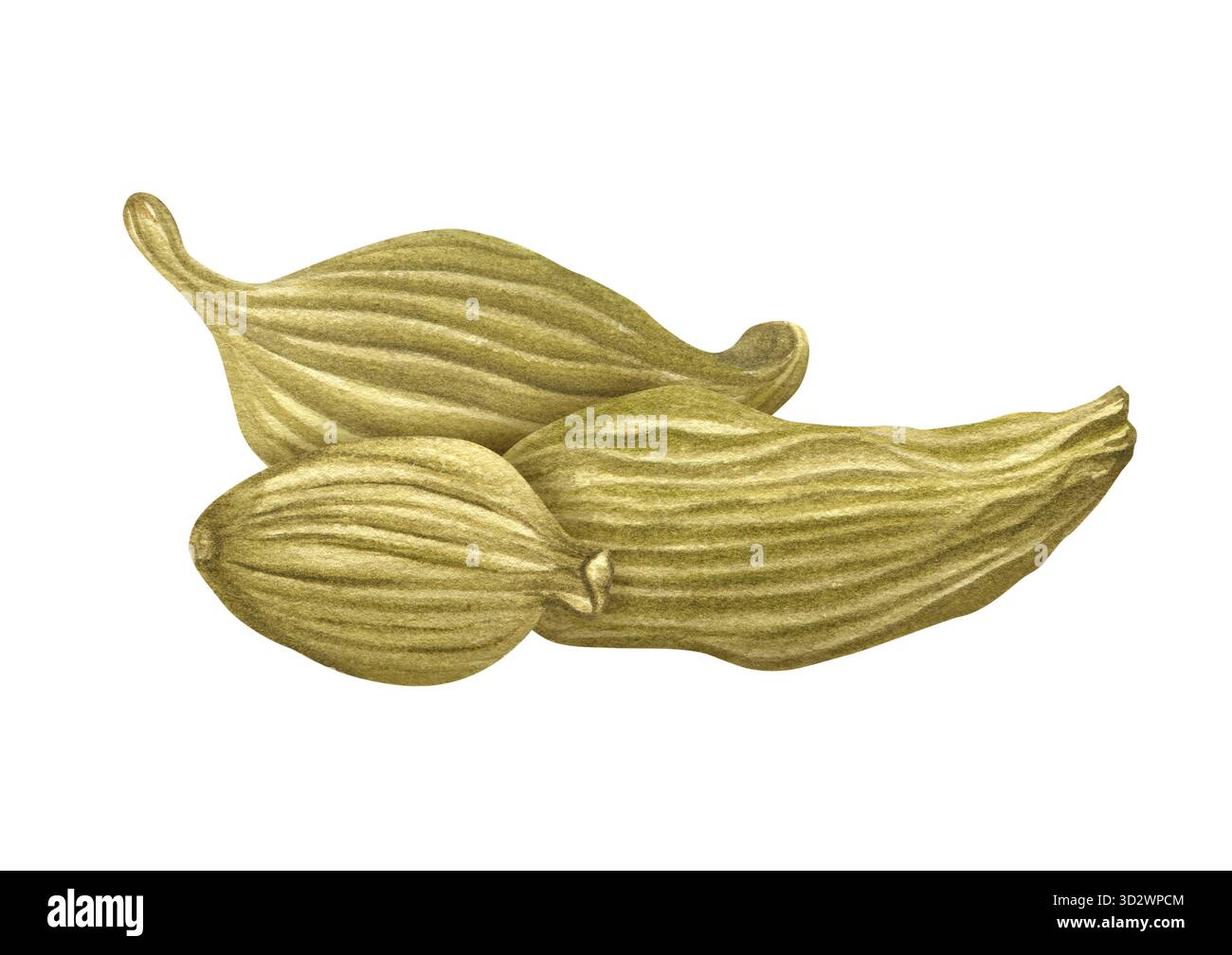 Whole dried aromatic cardamom Elettaria cardamomum pile watercolor ...