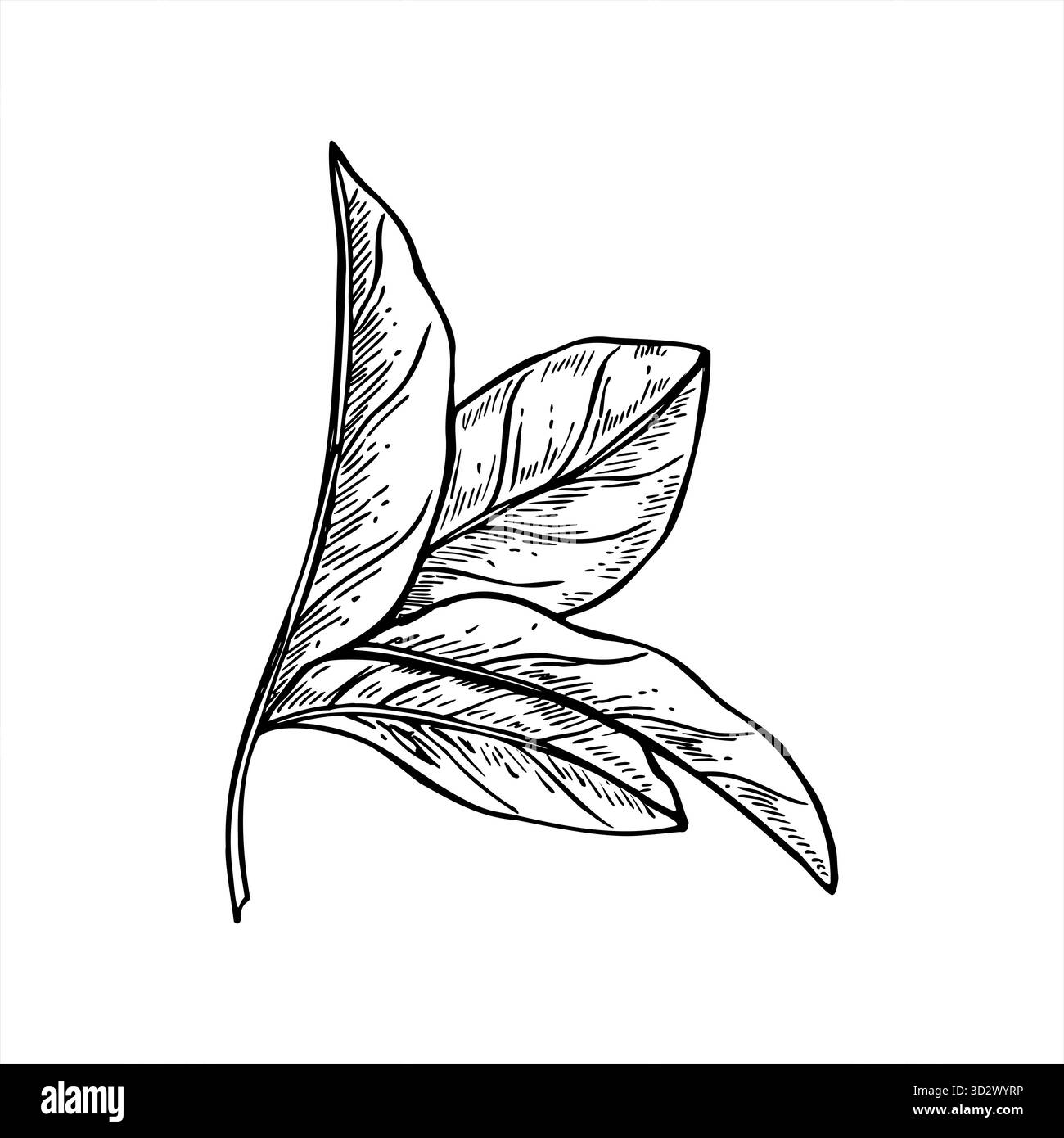 Lemon branch leaves fruit Stock Vector Images - Alamy