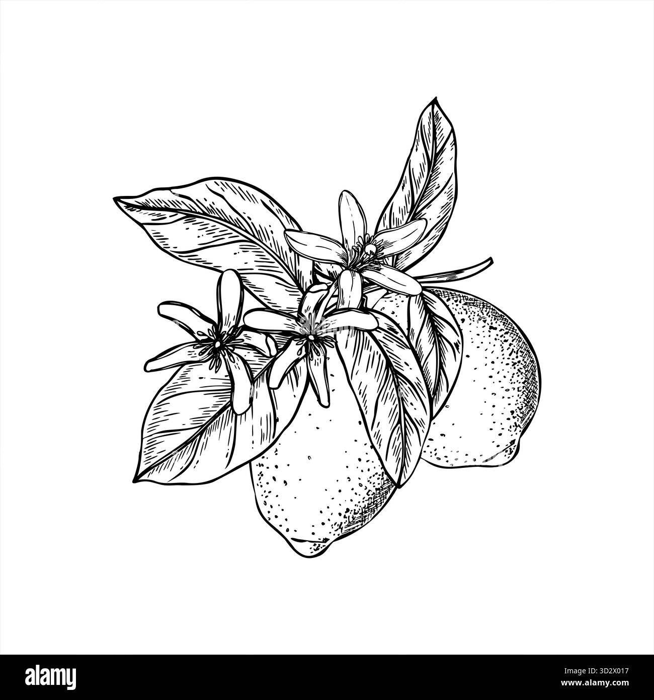 Lemons on branch leaves Stock Vector Images - Alamy