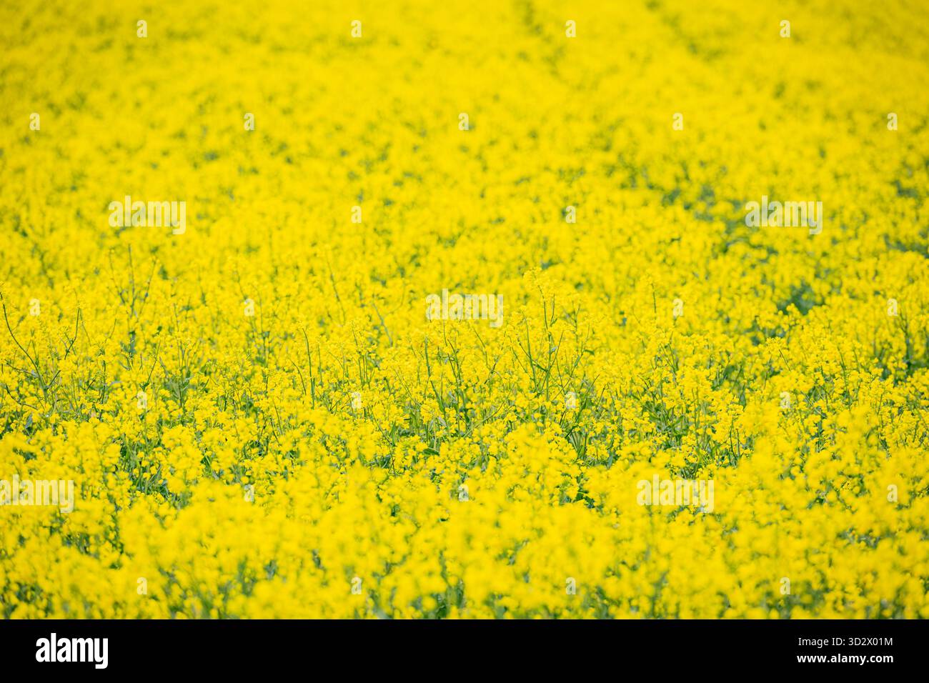 Canola plants field farming hi-res stock photography and images - Alamy