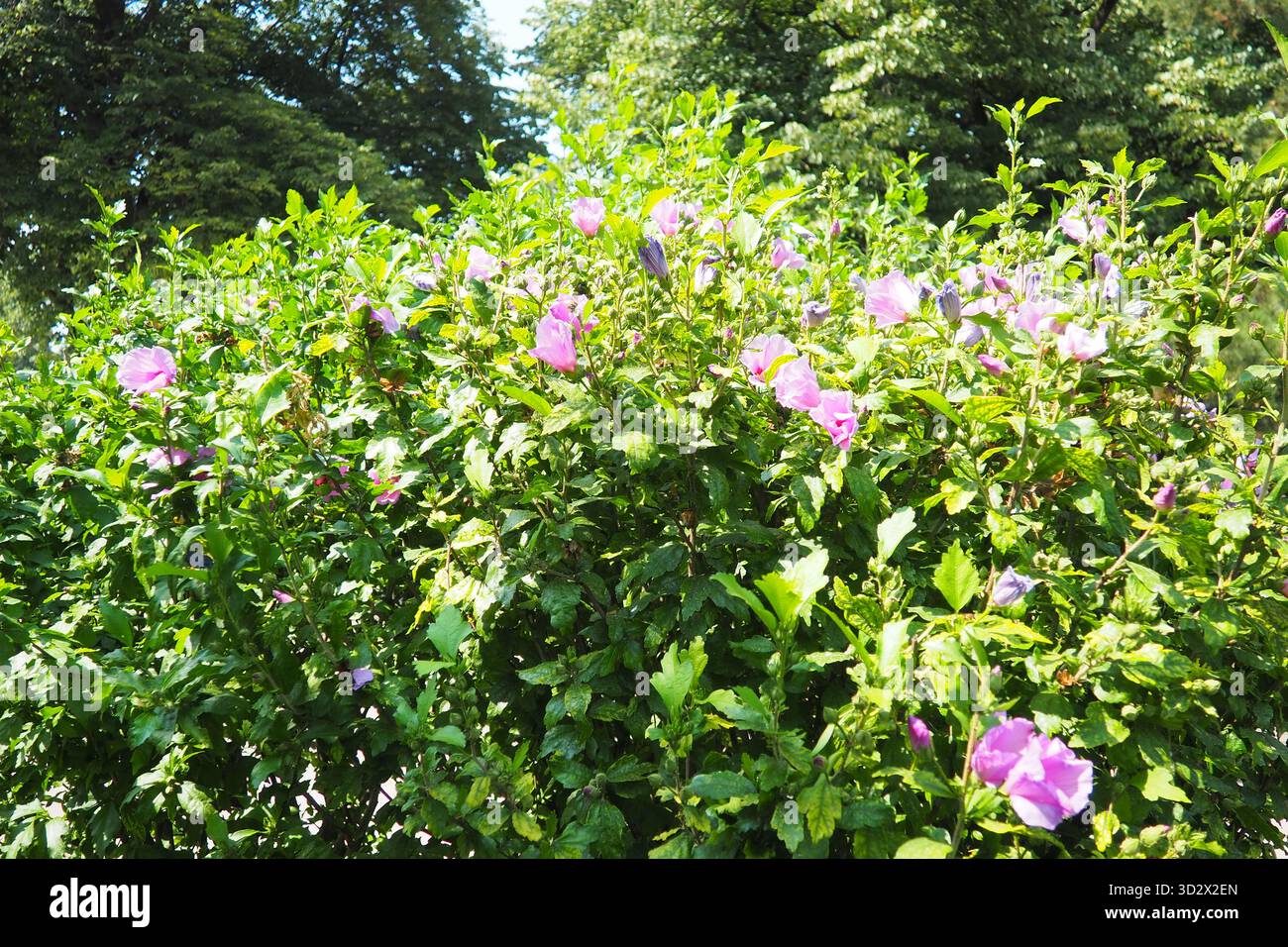 Hibiscus syriacus, Rose of Sharon or Syrian hibiscus is a flowering ...