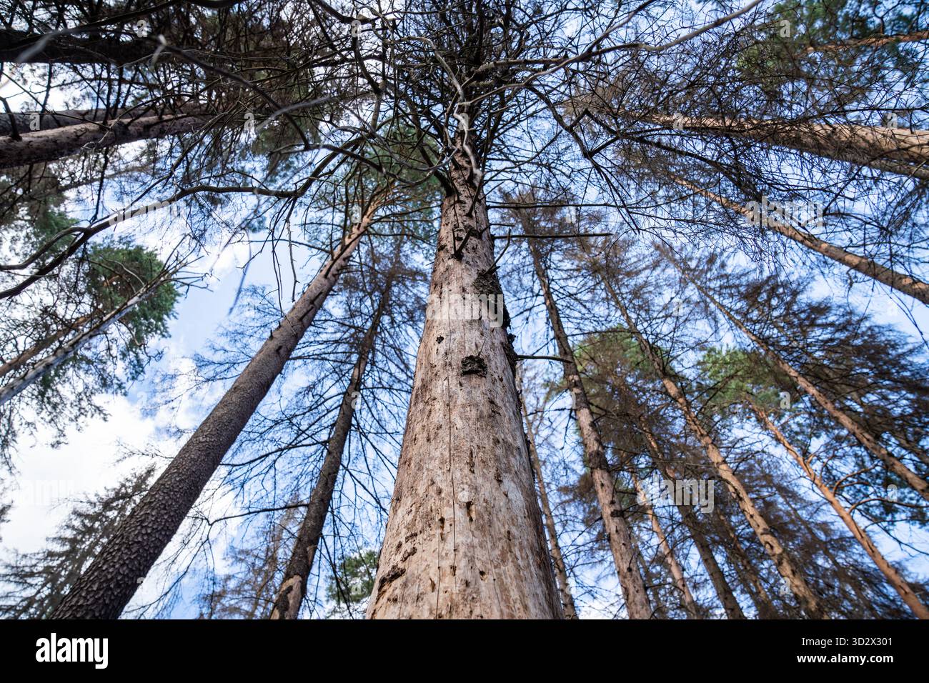 Spruce forest after bark beetle invasion, dried out dead pine tree ...