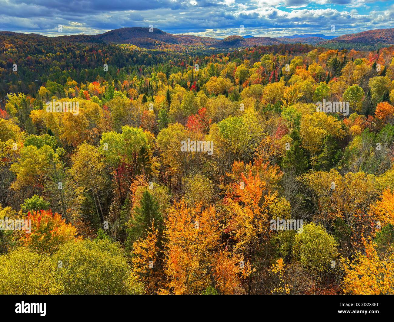 Les forêts du Québec en automne : un tableau de couleurs vivantes ...