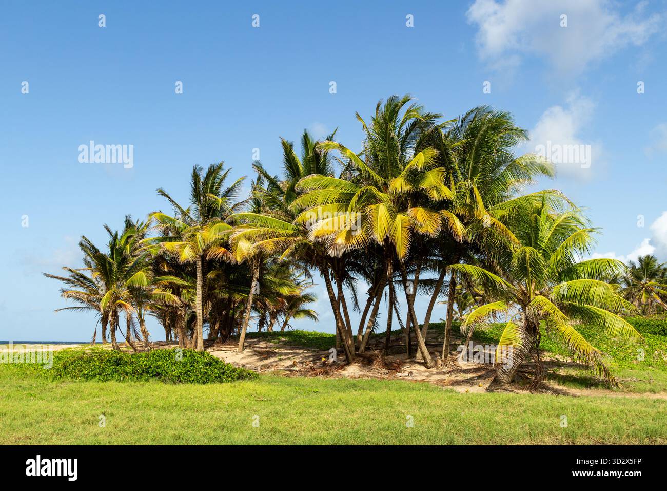 Long Pond in Barbados, a coastal estuary and protected wetland area ...