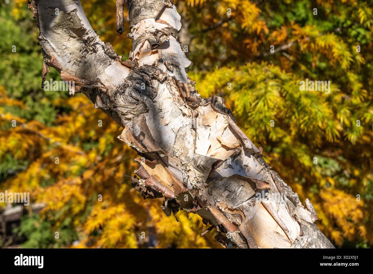 Peeling bark of a river birch (Betula nigra) tree at the Atlanta ...