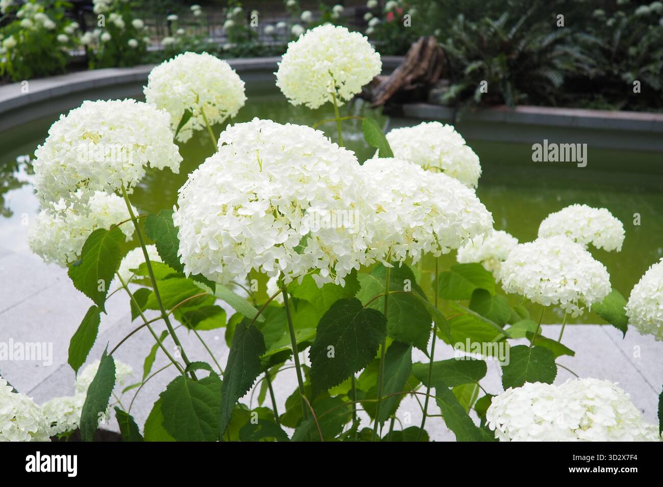 Hydrangea hortensia is a genus of flowering plants native to Asia and ...