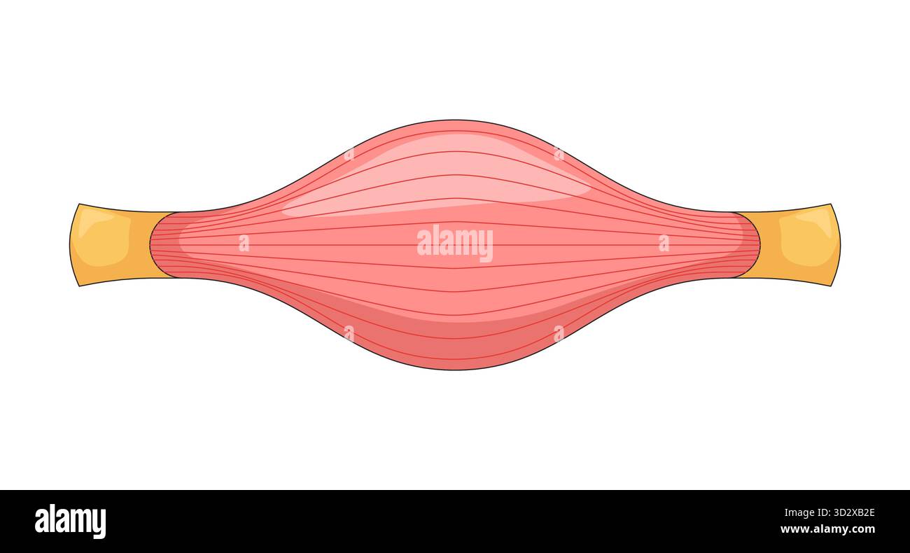 Human muscle in contracted widened state 2D vector illustration Stock ...