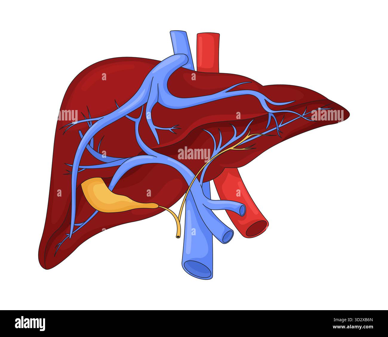 Human liver anatomy with vessels and bile ducts 2D vector illustration ...