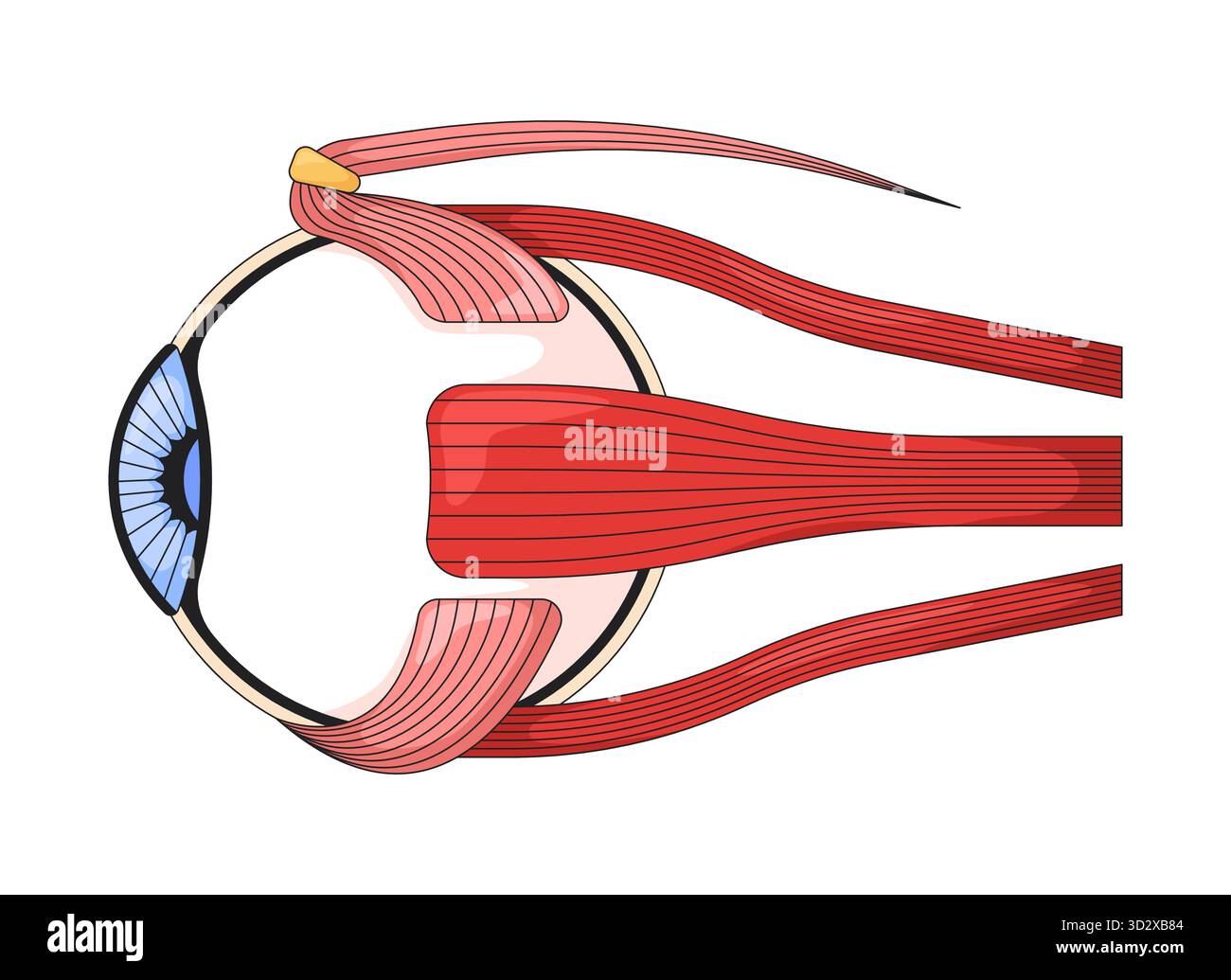Human eye anatomy with extraocular muscles 2D vector illustration Stock ...