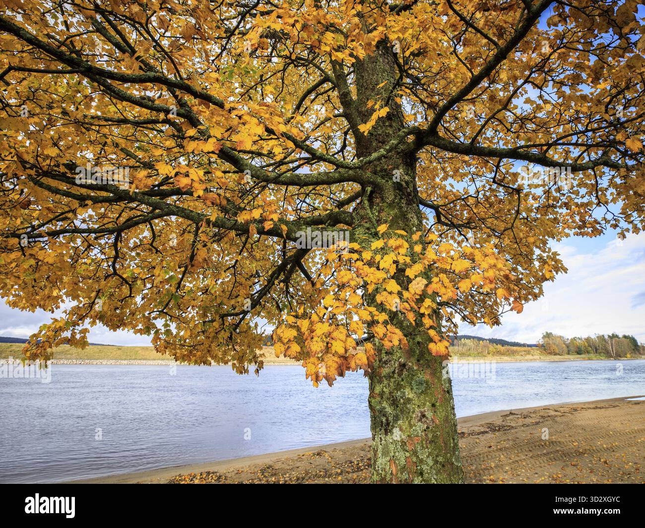Acer tree - Acer pseudoplatanus. Sycamore maple in golden colors in ...