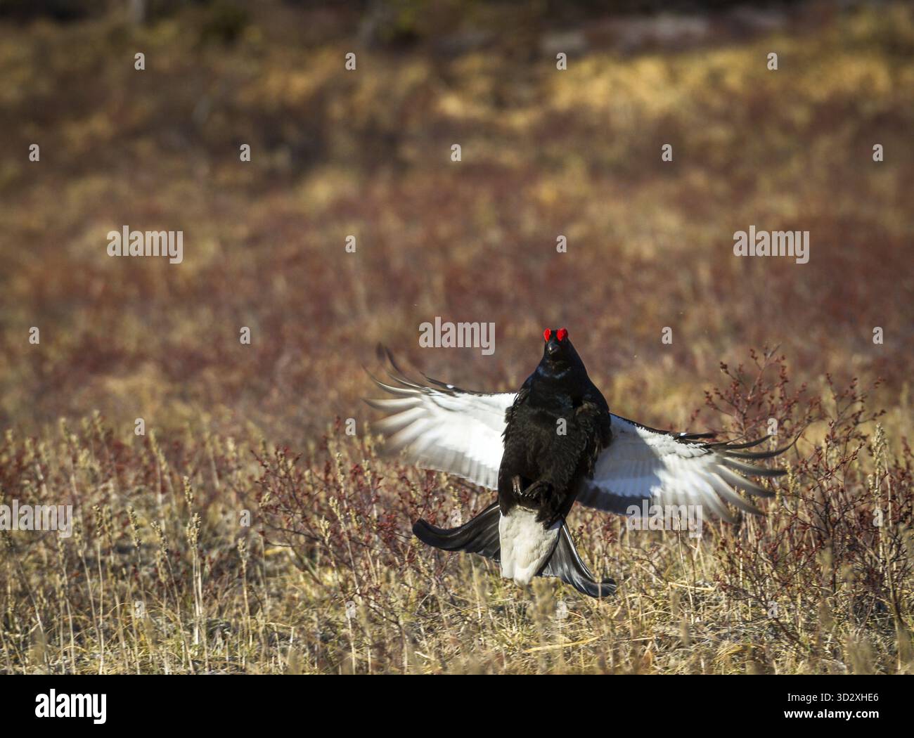 Black grouse (Tetrao tetrix) jumping from the ground with wings spread ...