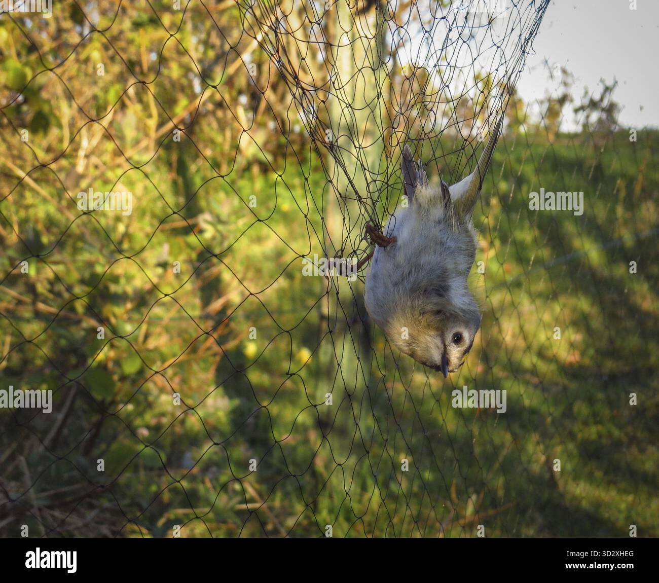 Goldcrest, Regulus regulus, bird trapped in net before ringing, or ...