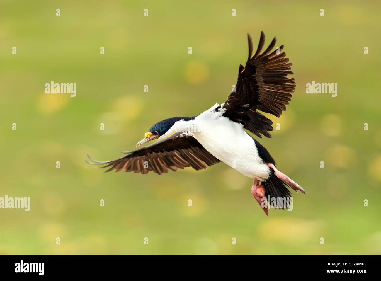 Close-up of an Imperial Shag (Leucocarbo atriceps) in flight with wings ...