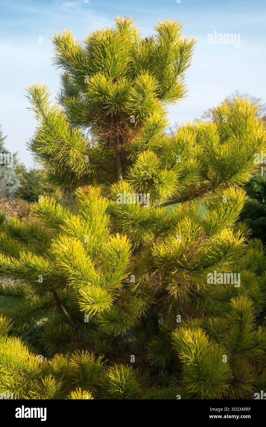 Chief joseph lodgepole pine hi-res stock photography and images - Alamy